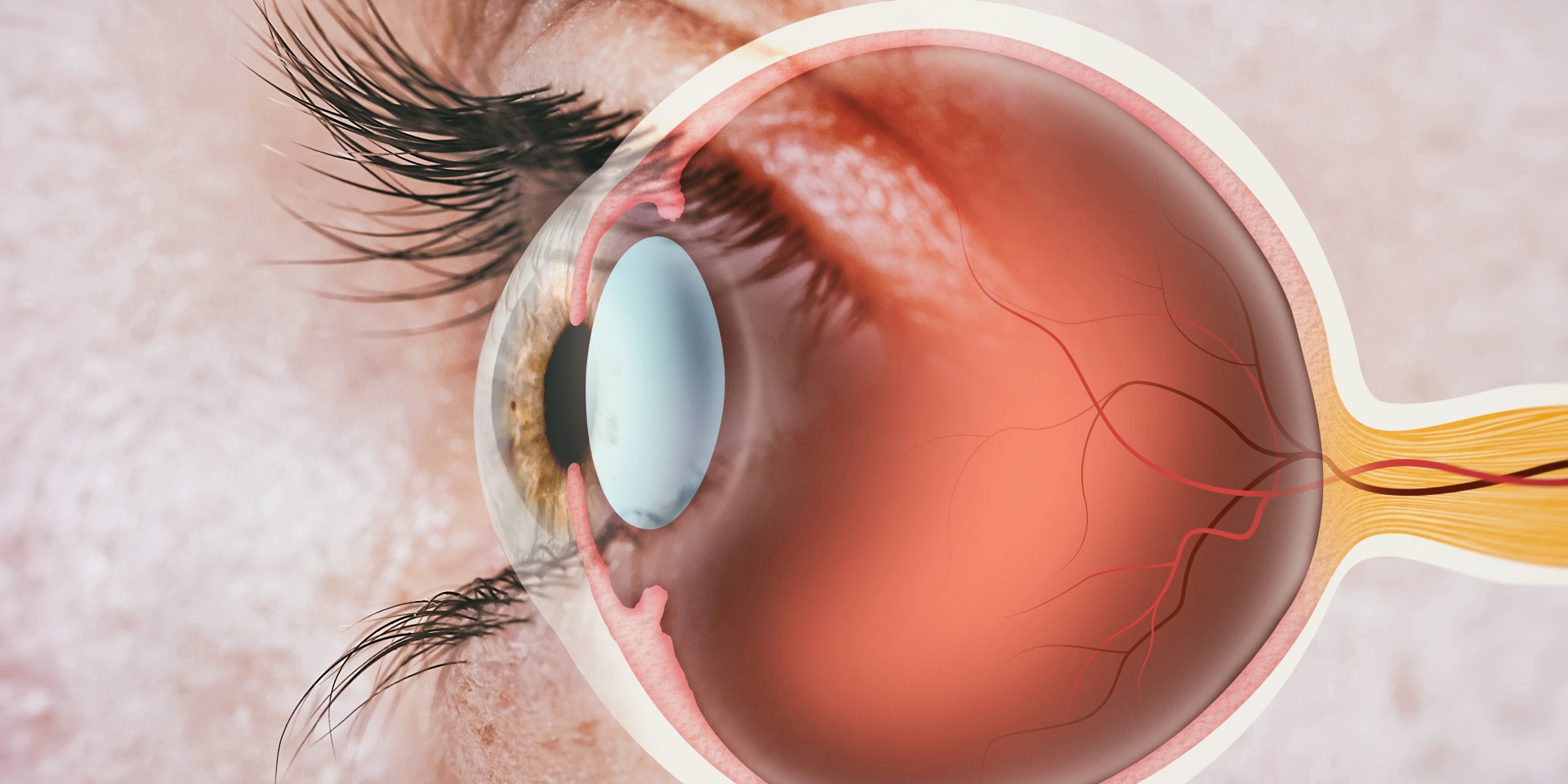 Canal de Schlemm: Anatomía, función y su impacto en la salud ocular | Blog de OftalmoSalud